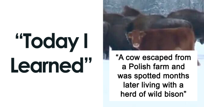 50 Of The Most Interesting Facts Ever Posted On “Today I Learned ...