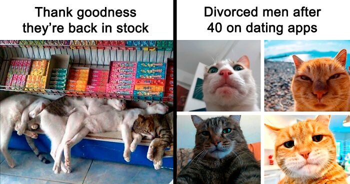 This Popular Instagram Account Shares Funny Cat Memes, And Here Are 50 ...