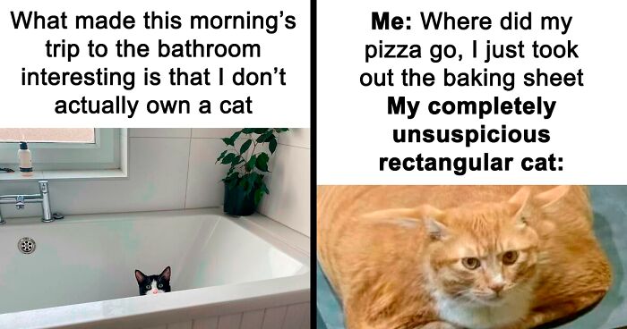 This Popular Instagram Account Shares Funny Cat Memes, And Here Are 50 ...
