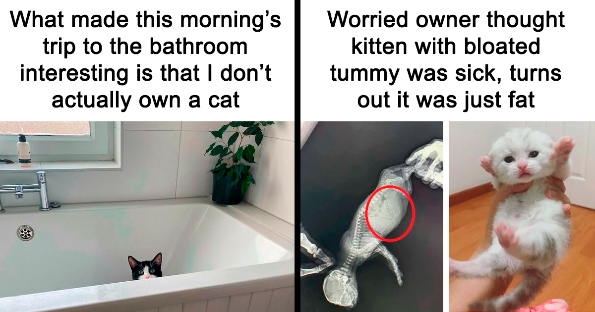 Tripping Cat Meme Psychedelic Animal Tapestry Funny Cat Meme Printed