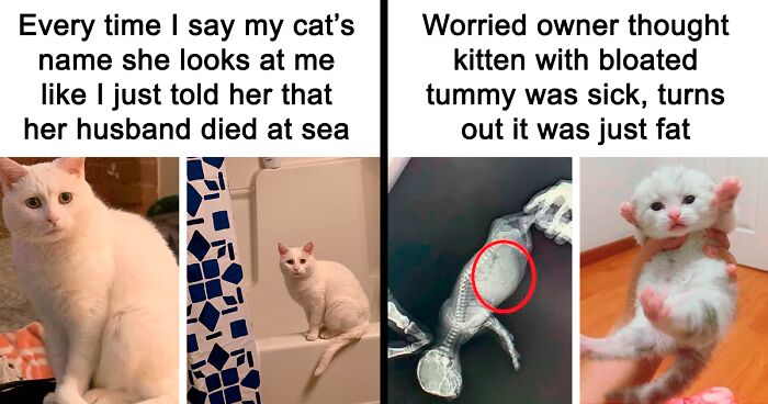 This Popular Instagram Account Shares Funny Cat Memes, And Here Are 50 ...