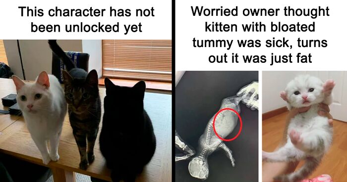 This Popular Instagram Account Shares Funny Cat Memes, And Here Are 50 ...