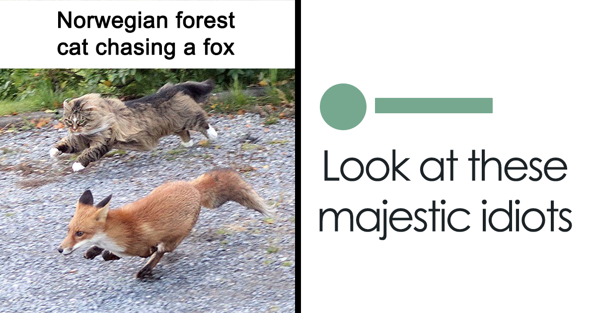 50 Times Cats Proved They’re The Masters Of Meme-Full Moments, As Seen ...