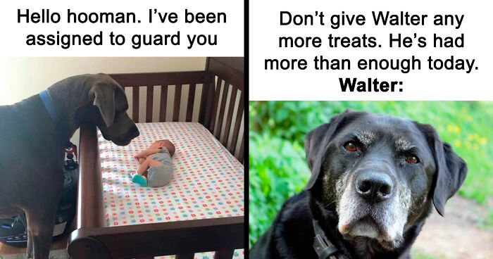 50 Dog Memes To Make Your Day Much Brighter