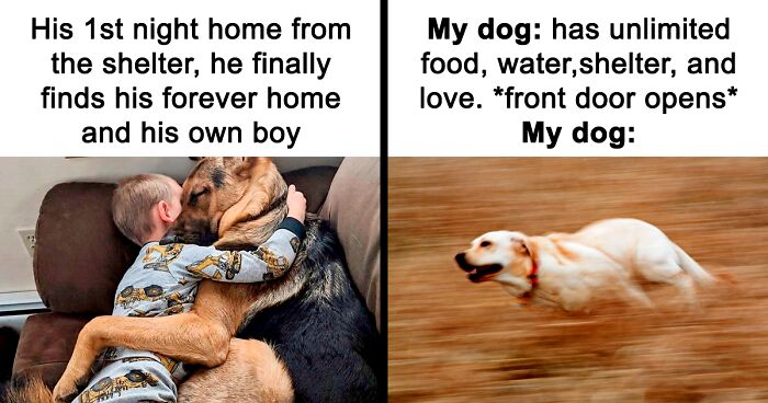 50 Dog Memes To Make Your Day Much Brighter | Bored Panda
