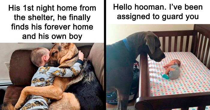 50 Dog Memes To Make Your Day Much Brighter