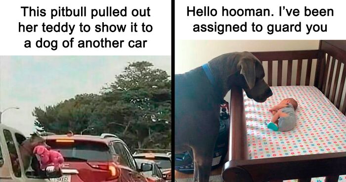 50 Dog Memes To Make Your Day Much Brighter