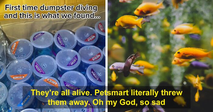 Dumpster Diver Finds Dozens Of Live Fish Just Tossed Away Behind A ...