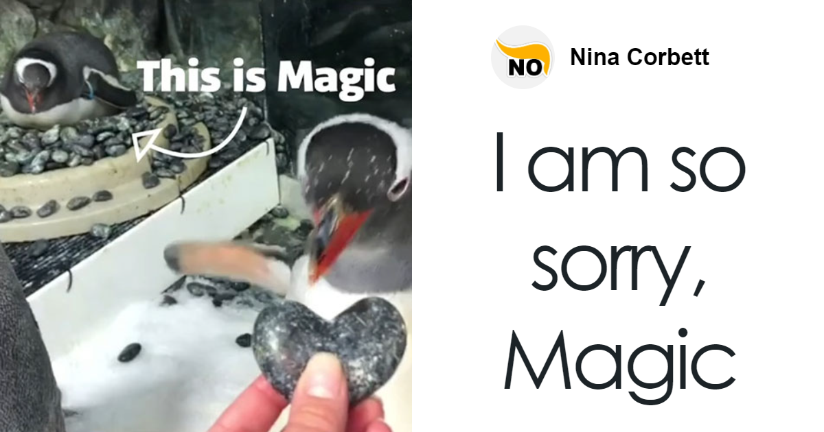 Gentoo Penguin Sings Farewell To Sphen, Leaving Behind His Gay Partner ...