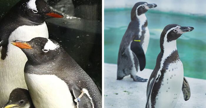 Gentoo Penguin Sings Farewell To Sphen, Leaving Behind His Gay Partner ...