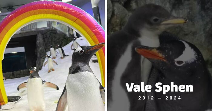 Gentoo Penguin Sings Farewell To Sphen, Leaving Behind His Gay Partner ...