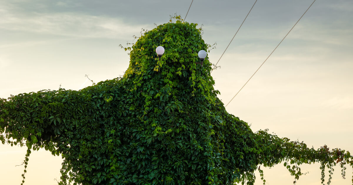 I Took Pictures Of A Mysterious Creature From The Opole Province ...