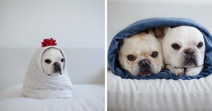 Two French Bulldogs Steal People’s Hearts On The Internet With Their ...