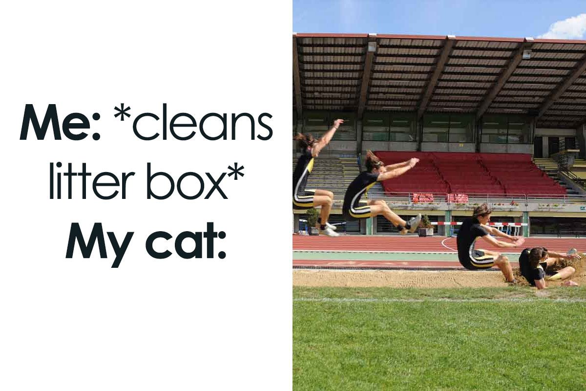 50 Hilarious Photos And Memes That Prove Cats Are The Biggest Jerks ...