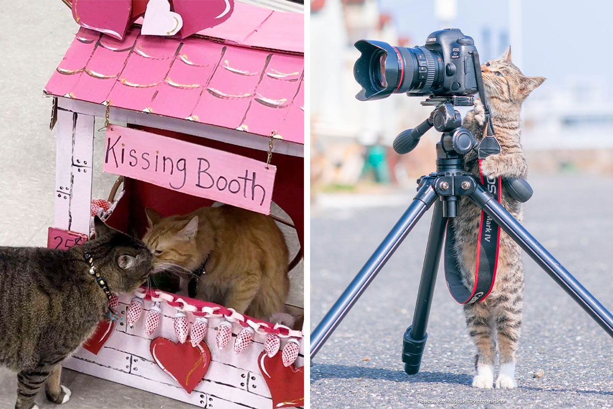 “Cats With Jobs”: 50 Hardworking Cats Who Deserve A Day Off (New Pics ...
