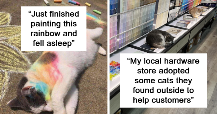 “Cats With Jobs”: 50 Hardworking Cats Who Deserve A Day Off (New Pics)