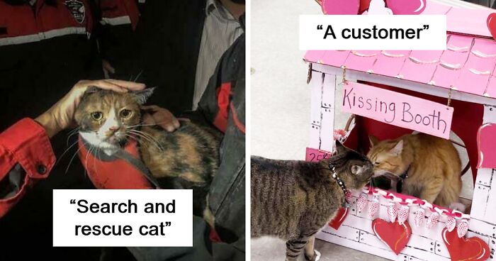 “Cats With Jobs”: 50 Hardworking Cats Who Deserve A Day Off (New Pics ...