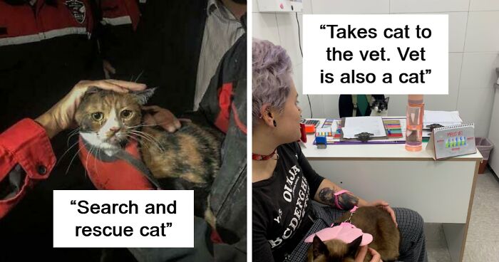 “Cats With Jobs”: 50 Hardworking Cats Who Deserve A Day Off (New Pics)