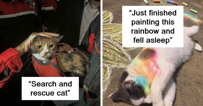 “Cats With Jobs”: 50 Hardworking Cats Who Deserve A Day Off (New Pics)