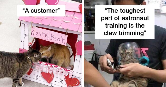 “Cats With Jobs”: 50 Hardworking Cats Who Deserve A Day Off (New Pics)