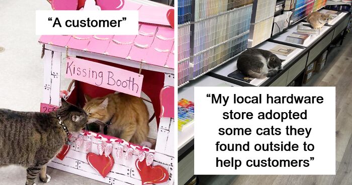 “Cats With Jobs”: 50 Hardworking Cats Who Deserve A Day Off (New Pics ...