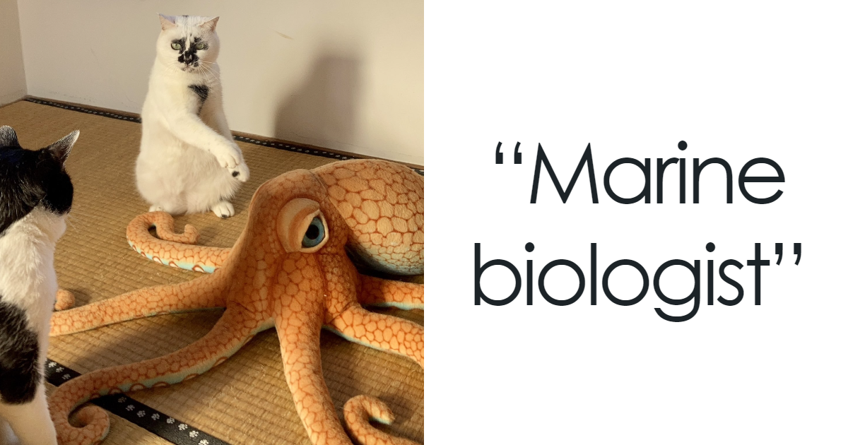 “Cats With Jobs”: 50 Hardworking Cats Who Deserve A Day Off (New Pics ...