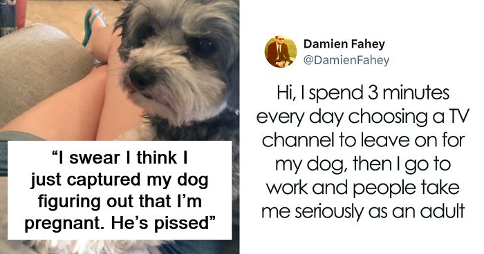 50 Of The Most Hilarious, Cute And Wholesome Posts On X About Dogs