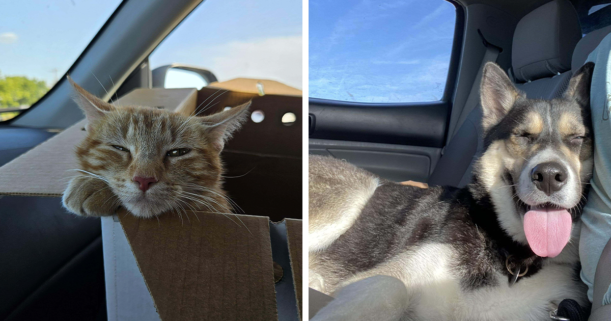 50 Heartwarming Photos Of Lovable Pets Finding A New Home (August Edition)