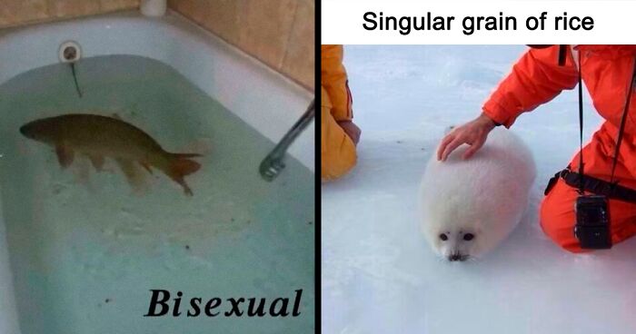 This IG Page Is Notorious For Sharing Hilarious Animal Posts, Here Are ...