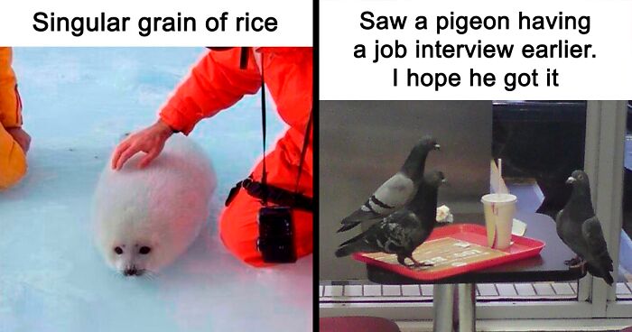 This IG Page Is Notorious For Sharing Hilarious Animal Posts, Here Are ...