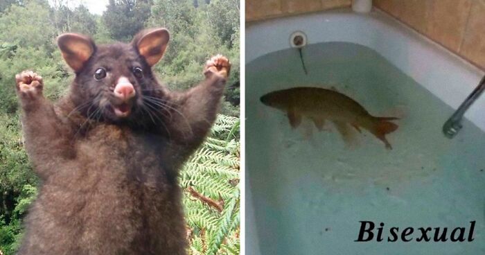 This IG Page Is Notorious For Sharing Hilarious Animal Posts, Here Are ...