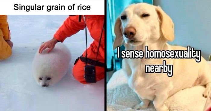 This IG Page Is Notorious For Sharing Hilarious Animal Posts, Here Are ...