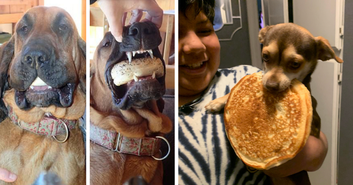 50 Outlandish Escapades Of Pets Who Somewhat Succeeded In Stealing ...