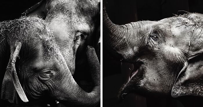 I Captured The Gentle Giants Of Sapporo Maruyama Zoo: Asian Elephants ...