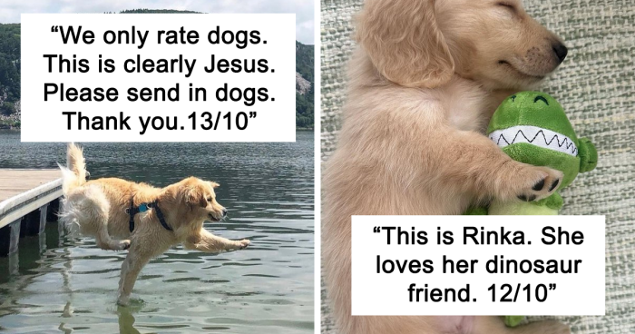 50 “Professional Dog Ratings” That Got The Best Of The Best Puppers ...