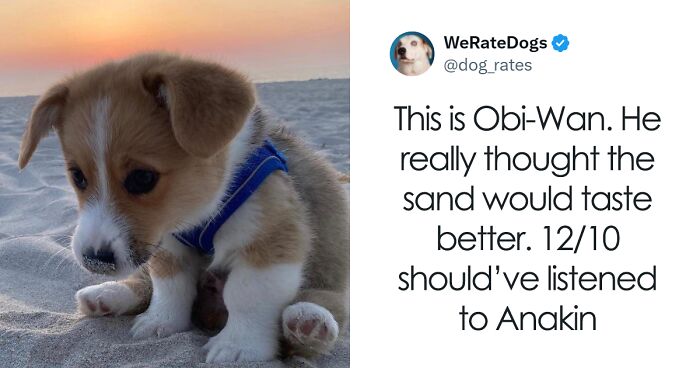 50 “Professional Dog Ratings” That Got The Best Of The Best Puppers ...