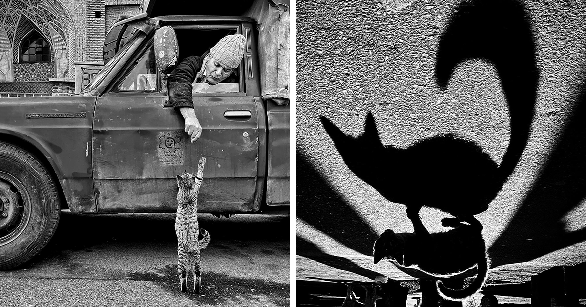 30 Photos Featuring Cat-Tastic Moments Captured By This Photographer ...
