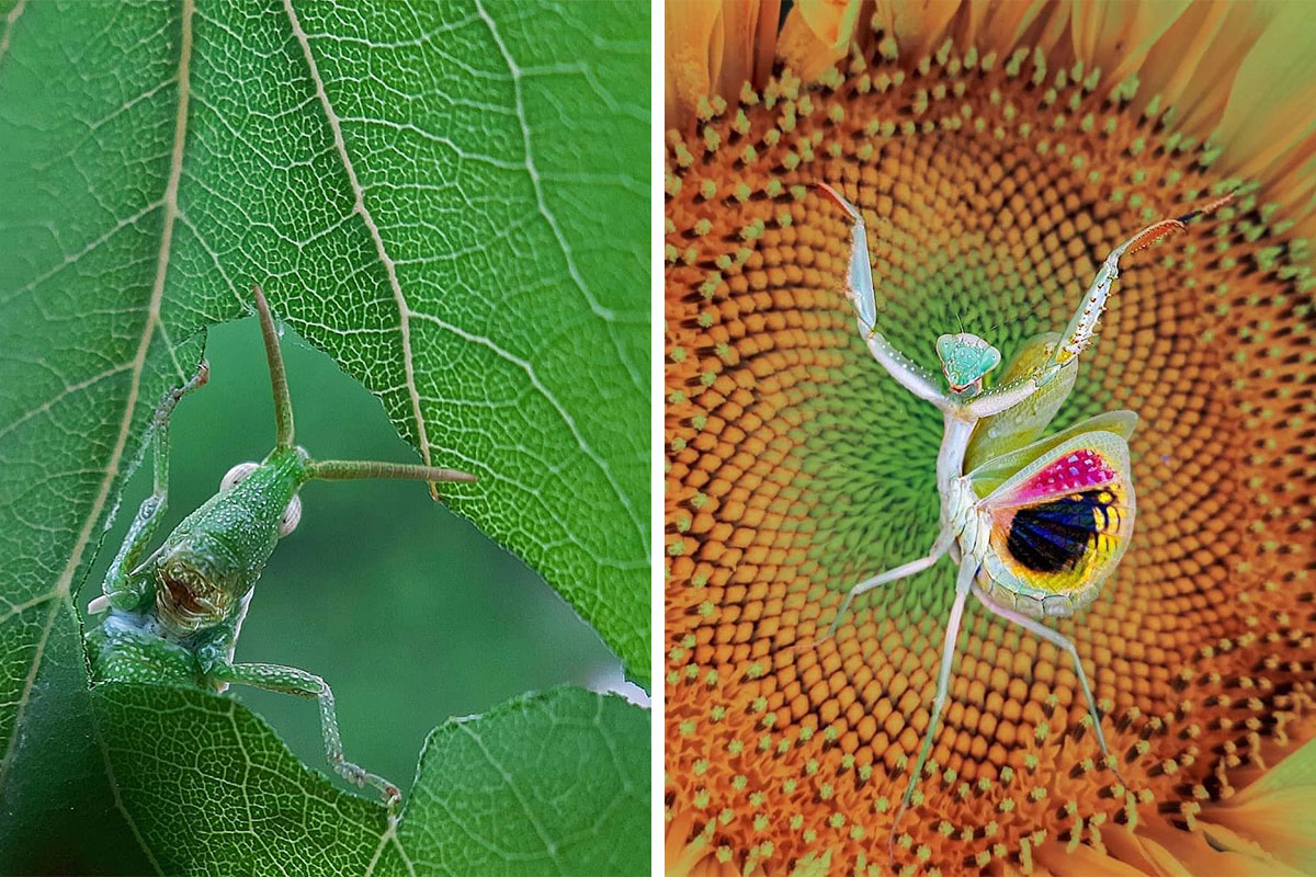 35 Astonishing Macro Shots Taken By This Photographer From Iran | Bored ...