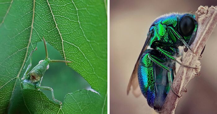 35 Astonishing Macro Shots Taken By This Photographer From Iran