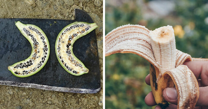 Here Are 14 Photos Of Fruits And Veggies Before And After Humans ...