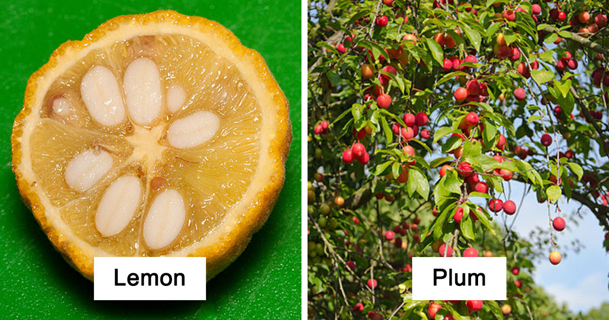 Here Are 14 Photos Of Fruits And Veggies Before And After Humans ...