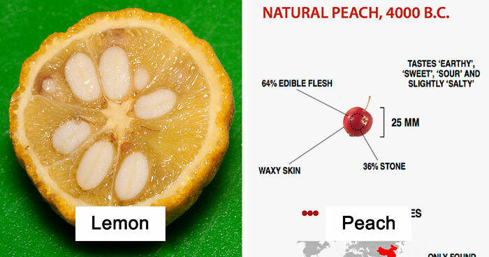 Here Are 14 Photos Of Fruits And Veggies Before And After Humans ...