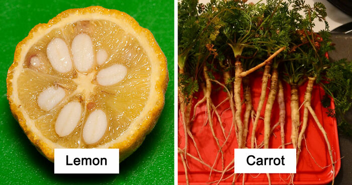 Here Are 14 Photos Of Fruits And Veggies Before And After Humans ...