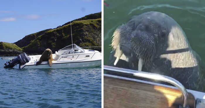 Netizens Can’t Get Enough Of This Walrus Who Was Given His Own Raft So ...