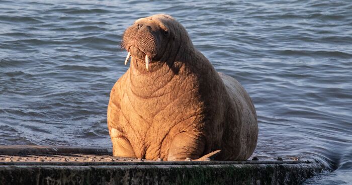 Netizens Can’t Get Enough Of This Walrus Who Was Given His Own Raft So ...