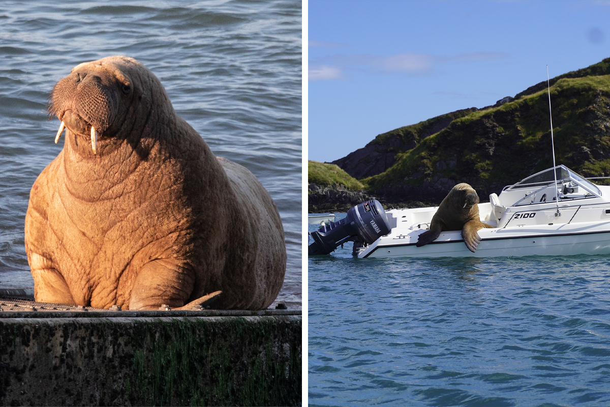 Netizens Can’t Get Enough Of This Walrus Who Was Given His Own Raft So ...