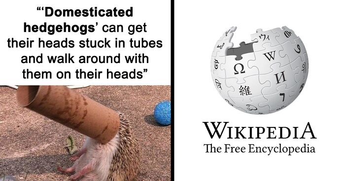 40 Times People Found Such Hilarious Gems On Wikipedia, They Just Had ...