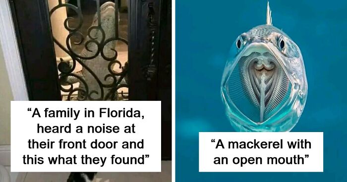 “See The Unseen”: 50 Weird And Wonderful Things Shared By This Online ...