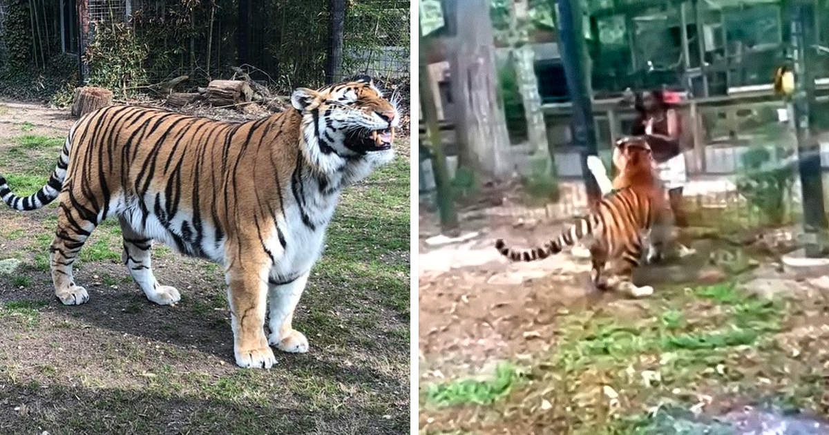 Tiger Nearly Eats Zoo Visitor After She Climbed Into Enclosure To Pet It, Police Now Involved ...