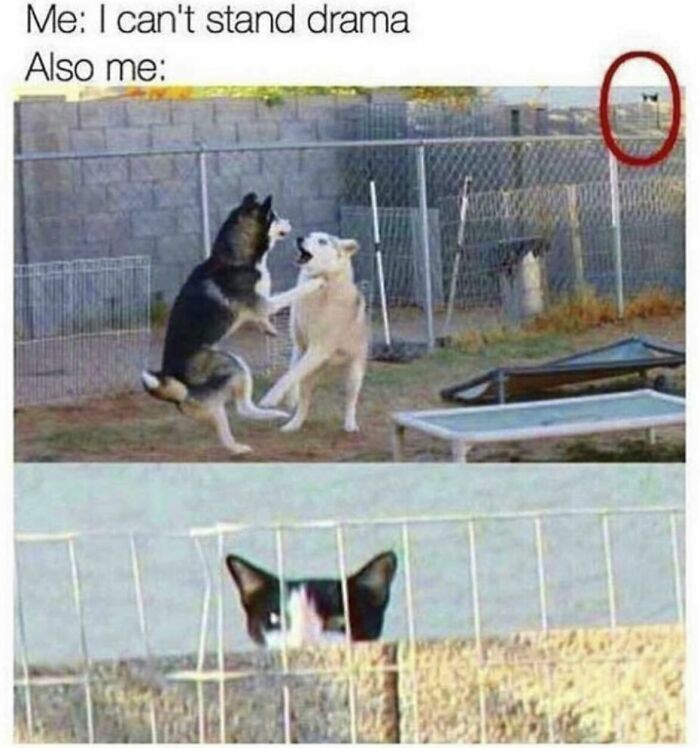 50 Hilariously Adorable Animal Memes To Make Your Day Bored Panda